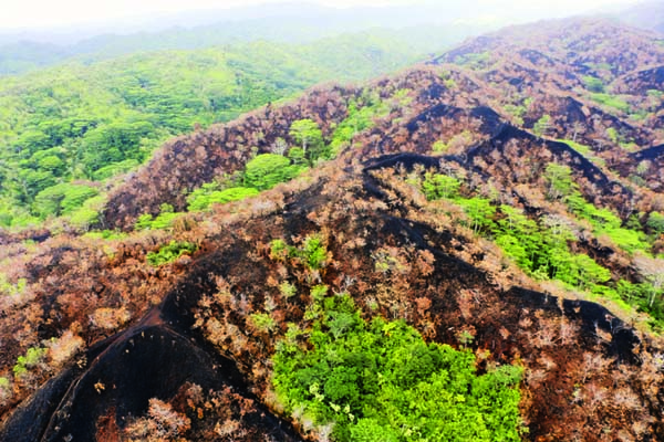 Drought increases risk of wildfires in Hawaii rainforests | News ...